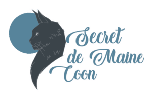 Nos conseils pour bien accueillir son Maine coon & faciliter son ...